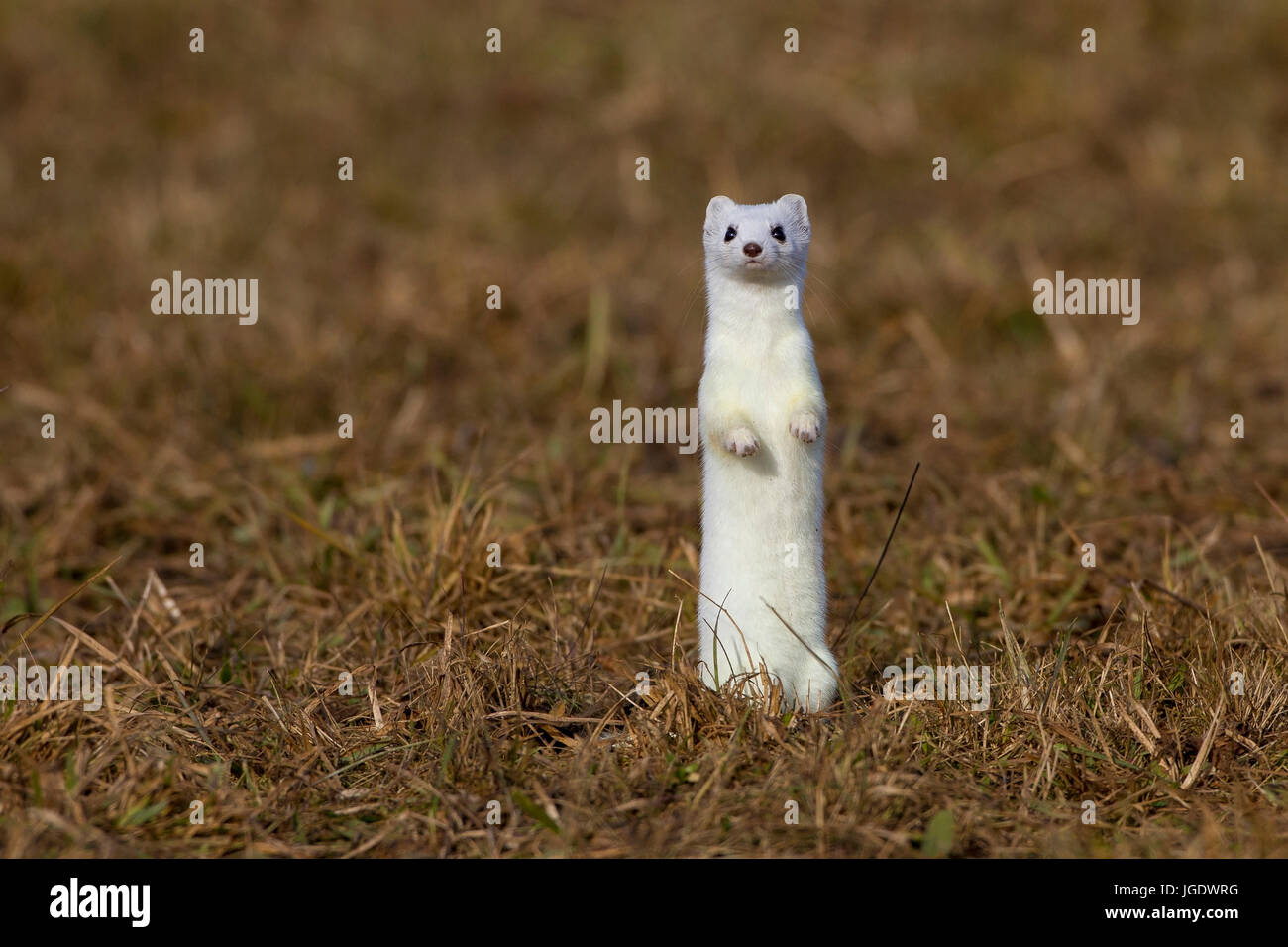 Ermine, Mustela erminea in the winter coat, Hermelin (Mustela erminea ...