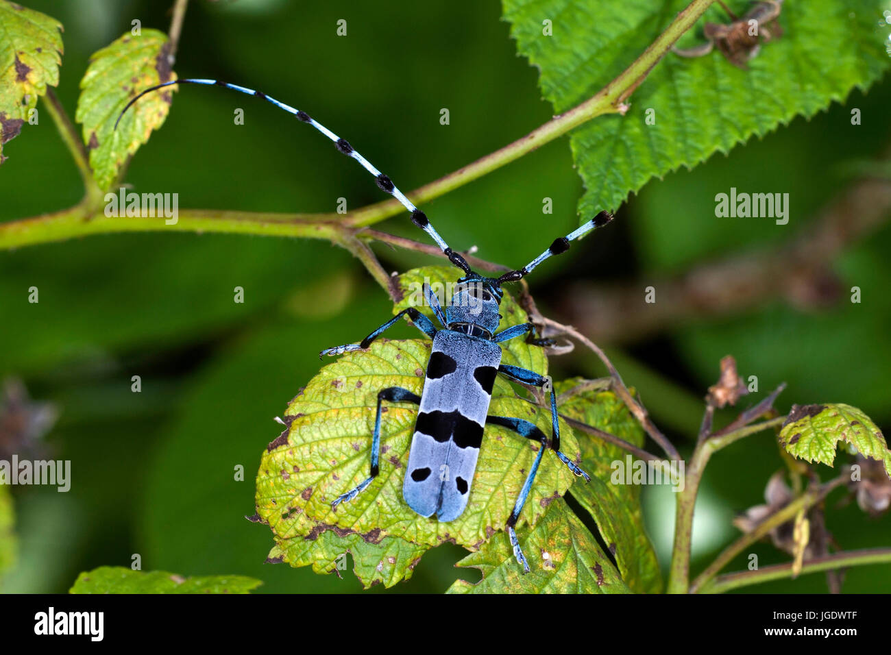 Nightmare goat, Rosalia alpina little man, Alpenbock (Rosalia alpina ...