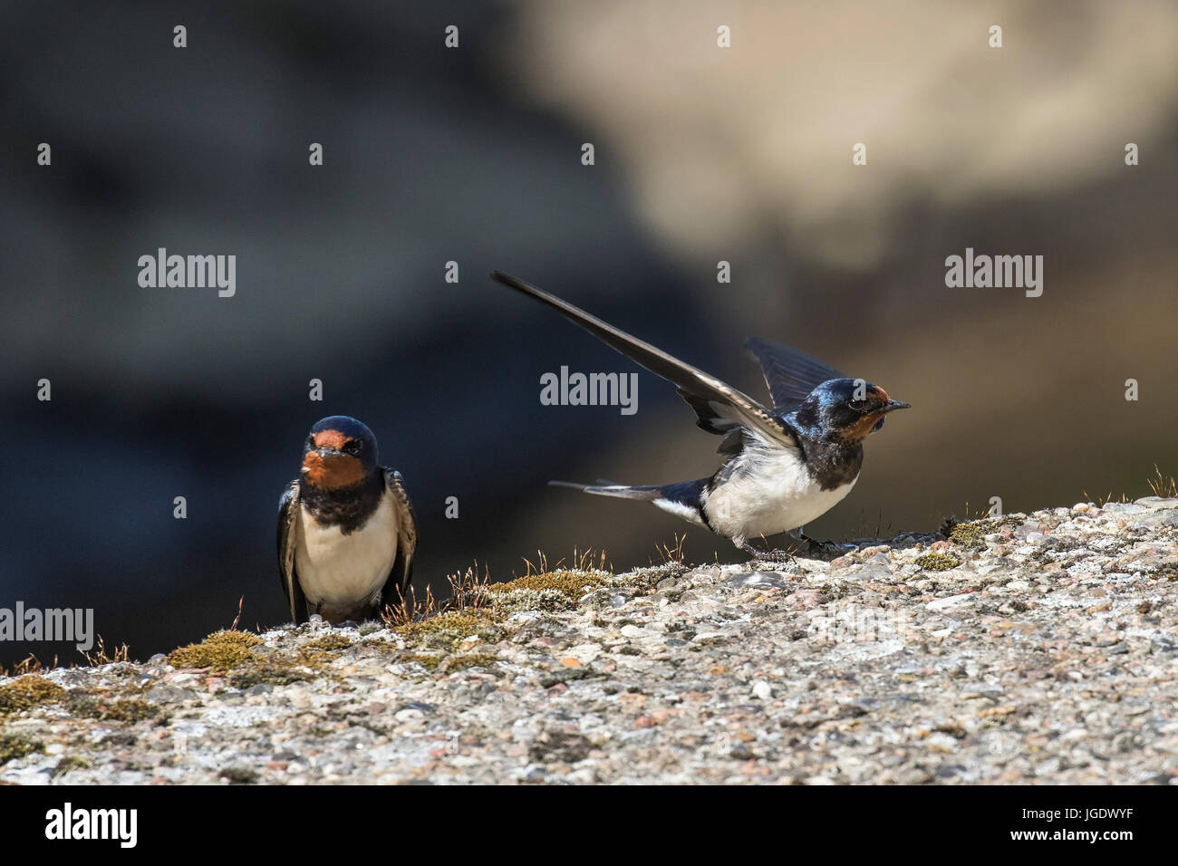 Hausschwalbe hi-res stock photography and images - Alamy