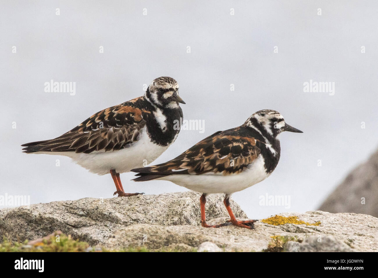 Stone huge tome, Arenaria interpres, Steinwälzer (Arenaria interpres ...