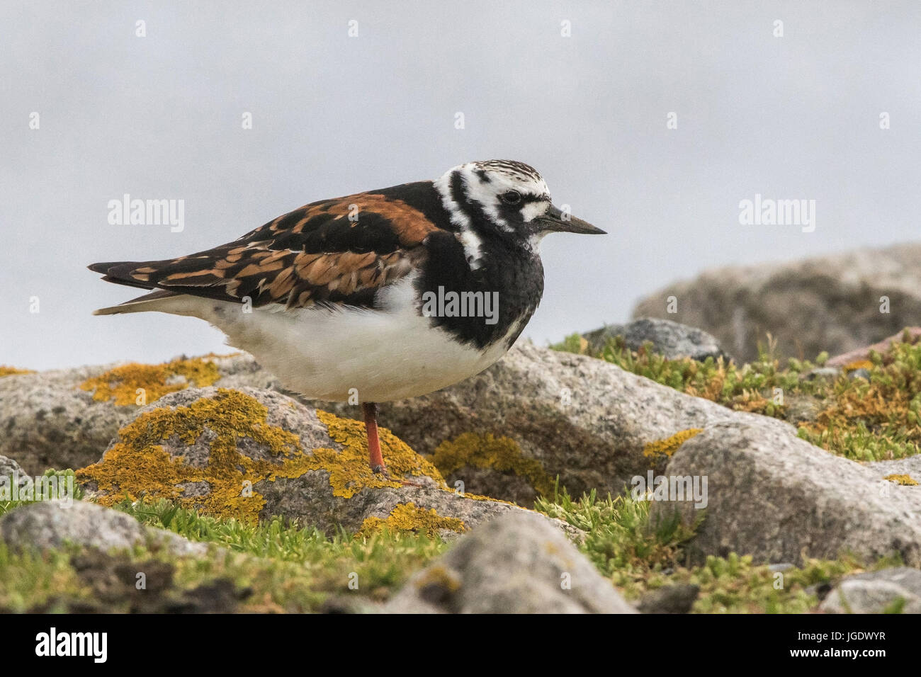 Stone huge tome, Arenaria interpres, Steinwälzer (Arenaria interpres ...