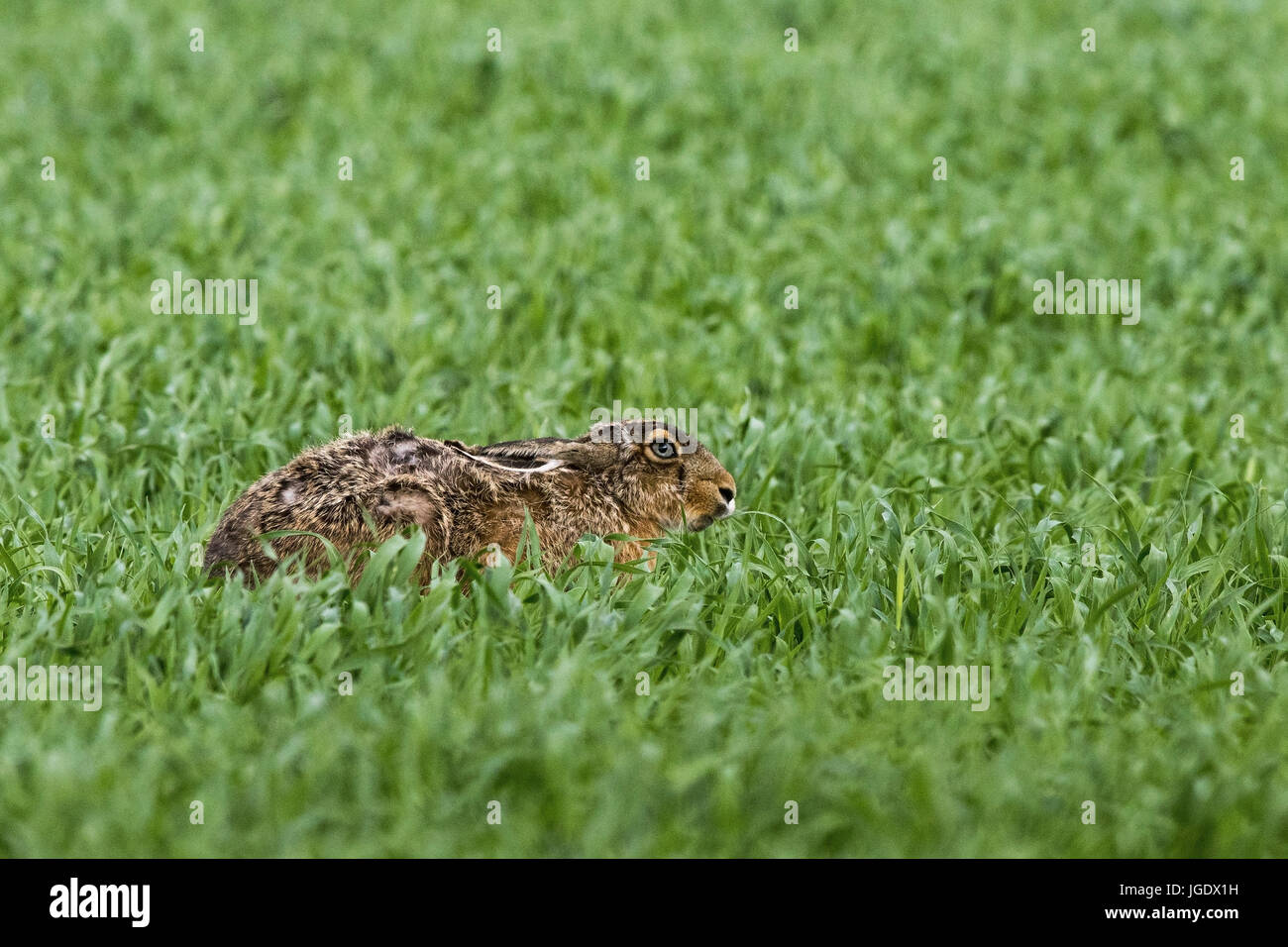 Field hare, Lepus europaeus, Feldhase (Lepus europaeus Stock Photo - Alamy