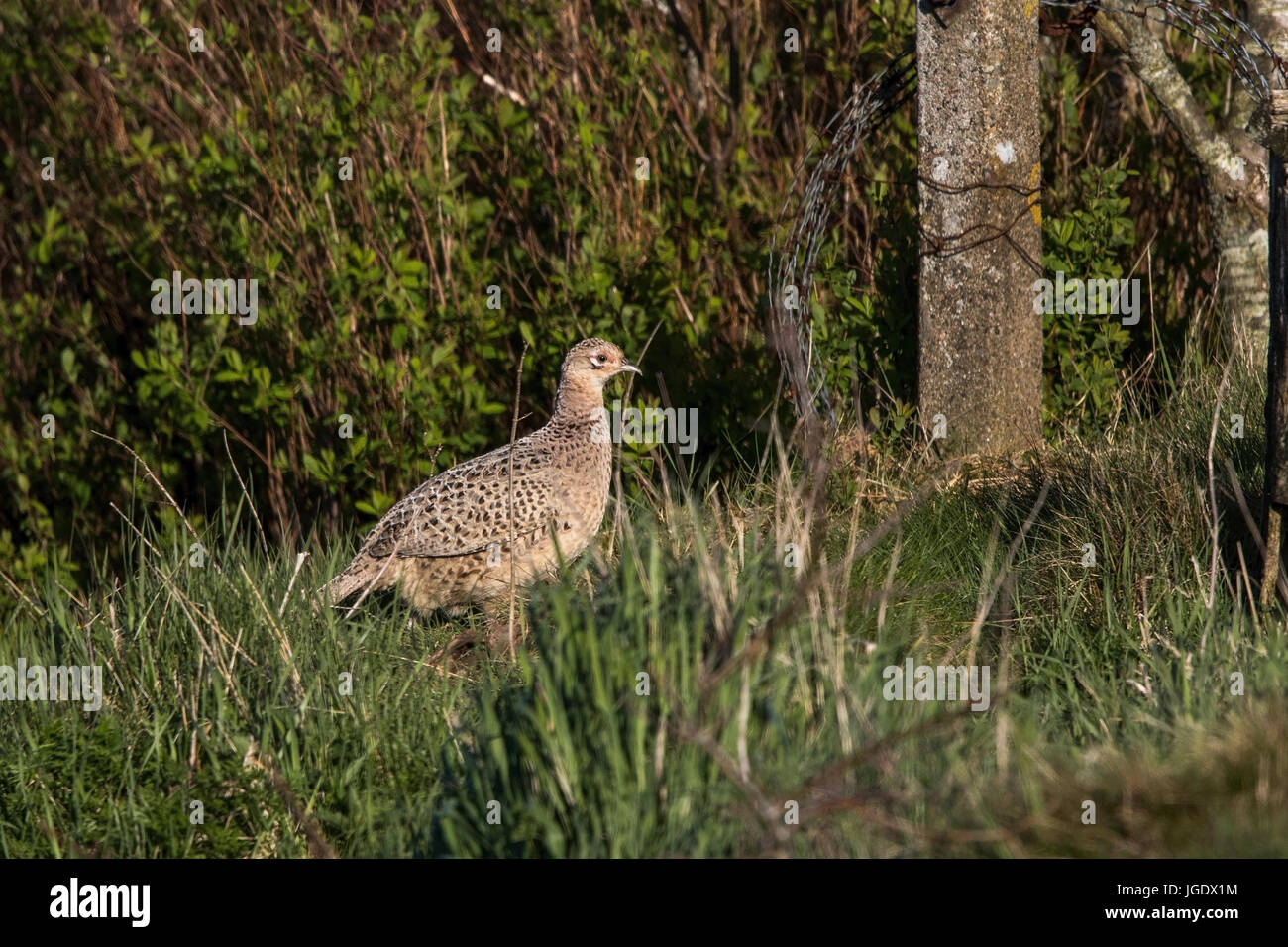 Pheasant, Phasianus colchicus female, Fasan (Phasianus colchicus ...