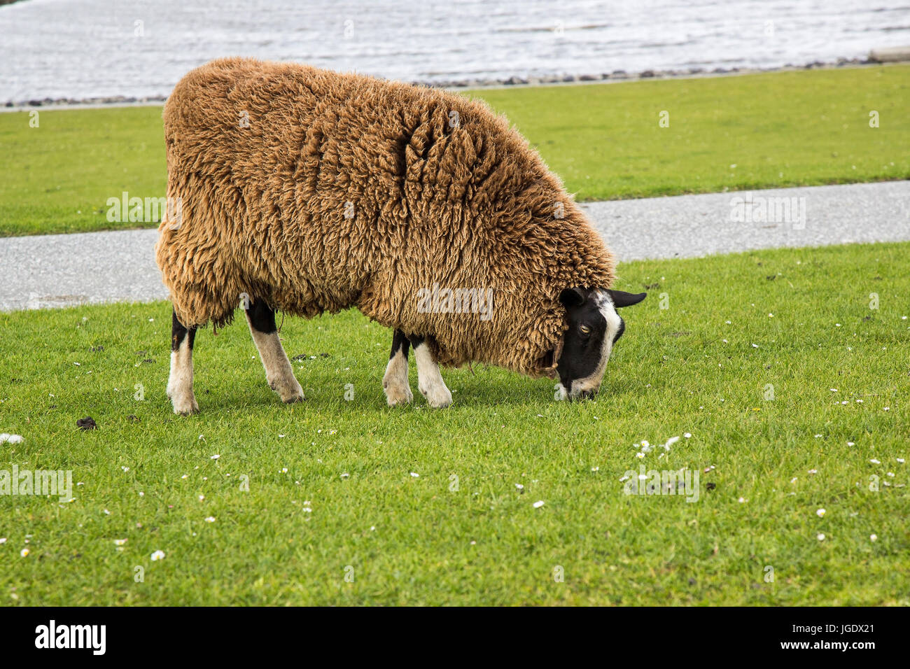 Sheep, Ovis, Schaf (Ovis Stock Photo - Alamy