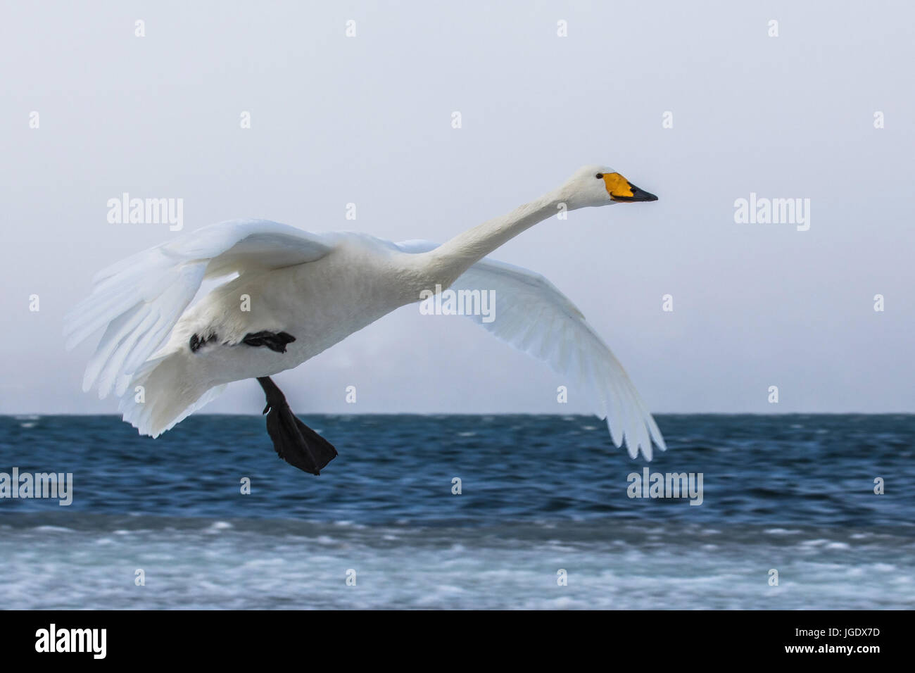 Song swan, Cygnus cygnus, Singschwan (Cygnus cygnus Stock Photo - Alamy