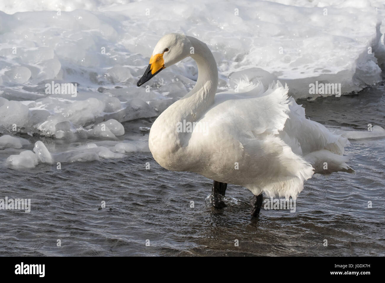 Song swan, Cygnus cygnus, Singschwan (Cygnus cygnus Stock Photo - Alamy