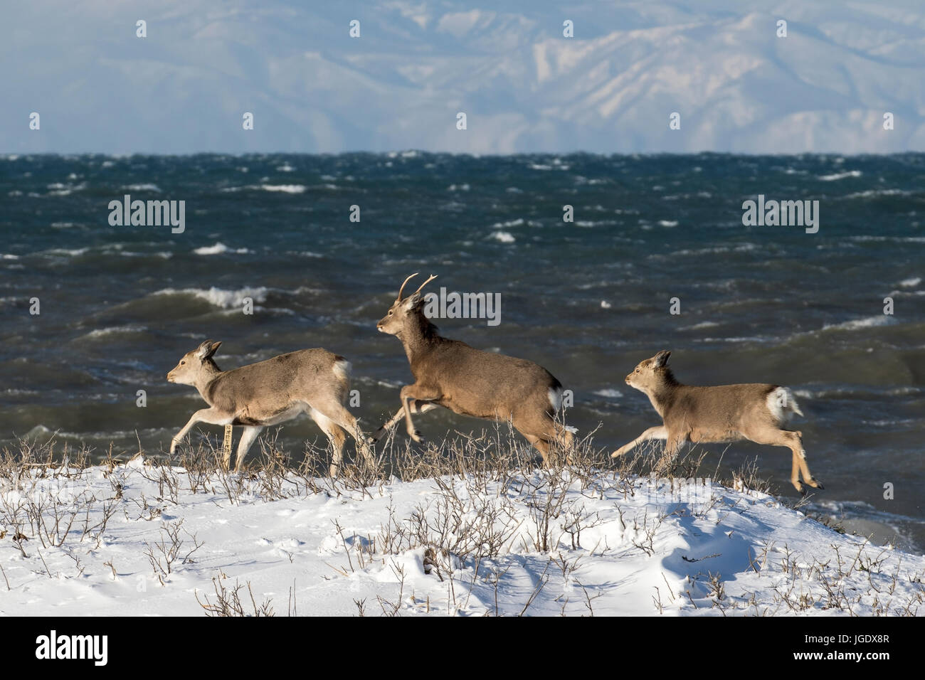 Sikahirsch, Cervus nippon, Sikahirsch (Cervus nippon Stock Photo - Alamy