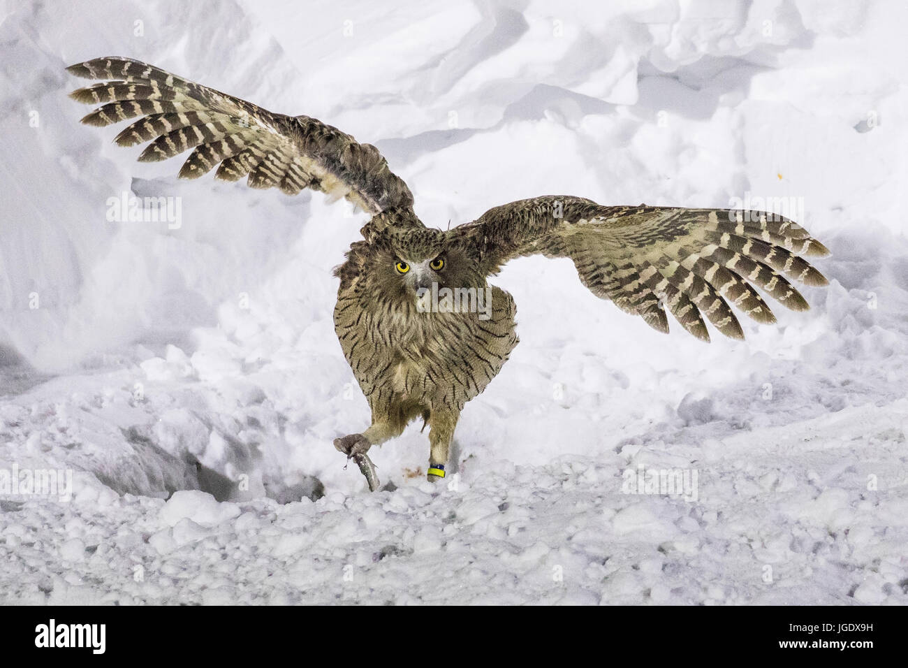 Gigantic fish eagle owl, Bubo blakistoni, Riesenfischuhu (Bubo ...