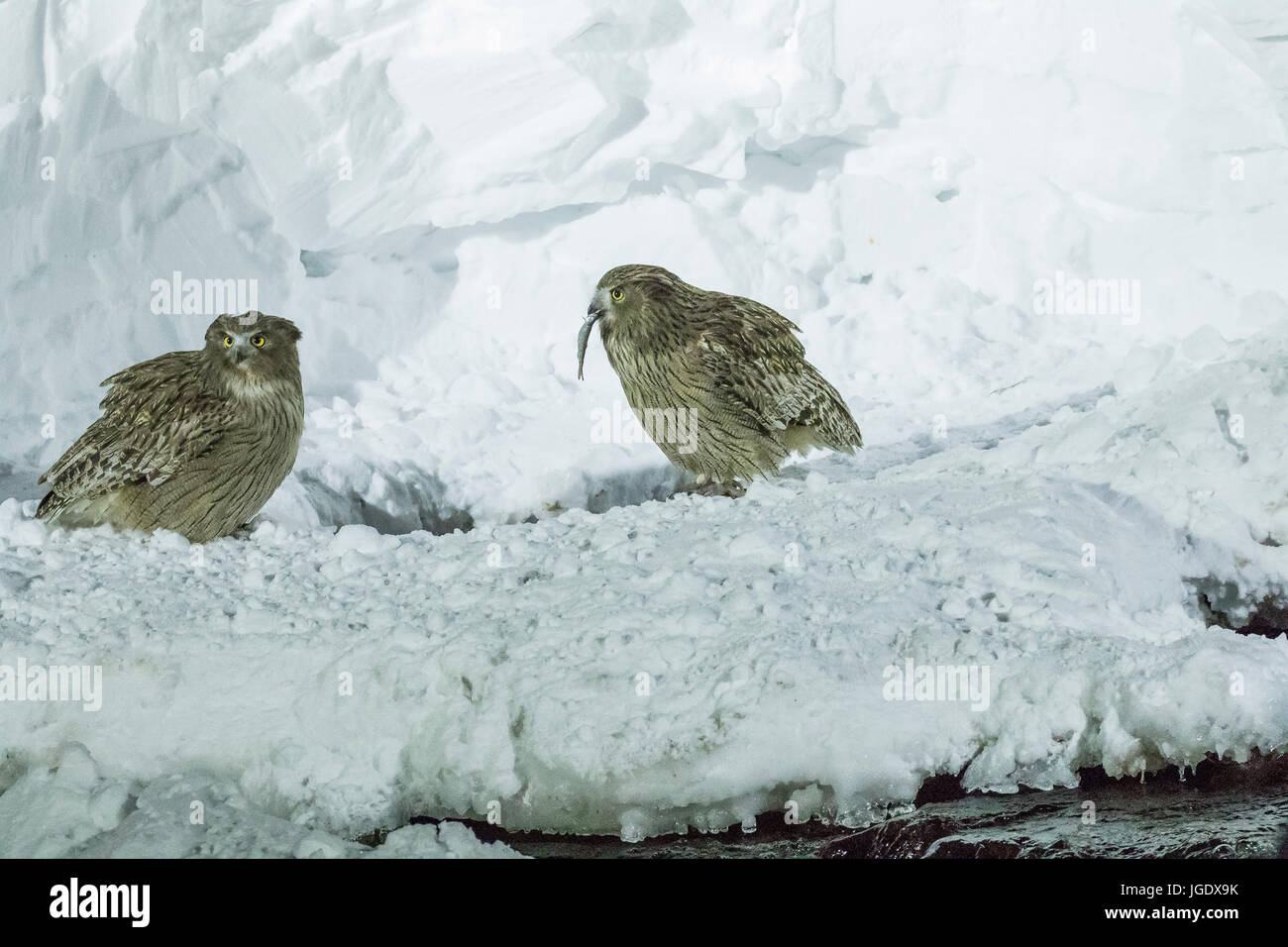 Gigantic fish eagle owl hi-res stock photography and images - Alamy