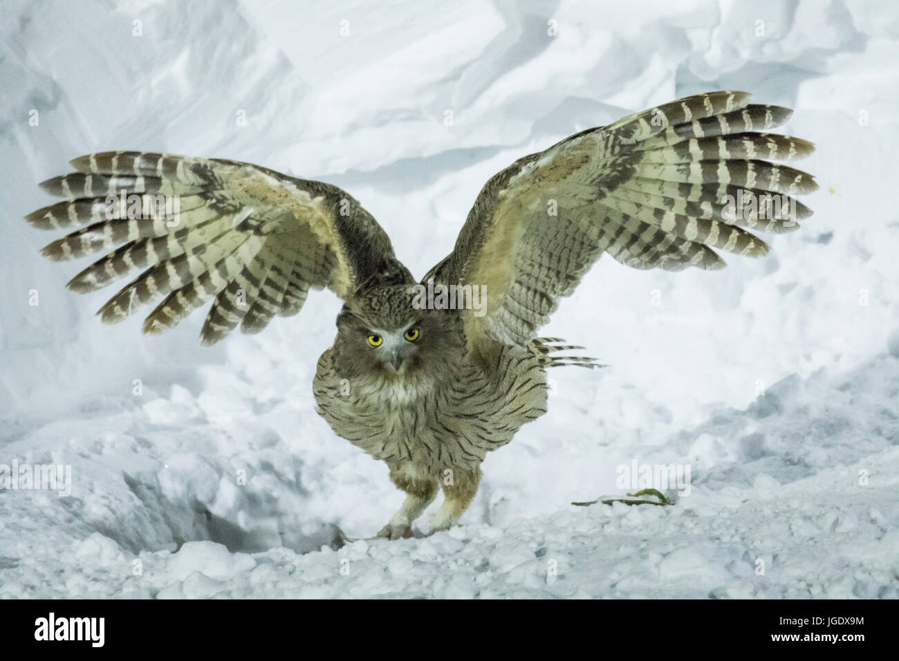 Gigantic fish eagle owl, Bubo blakistoni, Riesenfischuhu (Bubo ...