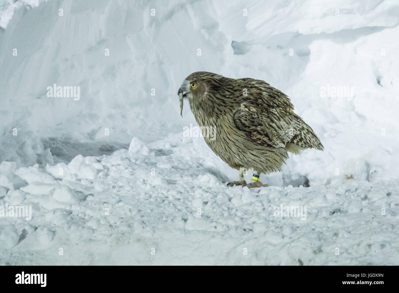 Gigantic fish eagle owl hi-res stock photography and images - Alamy