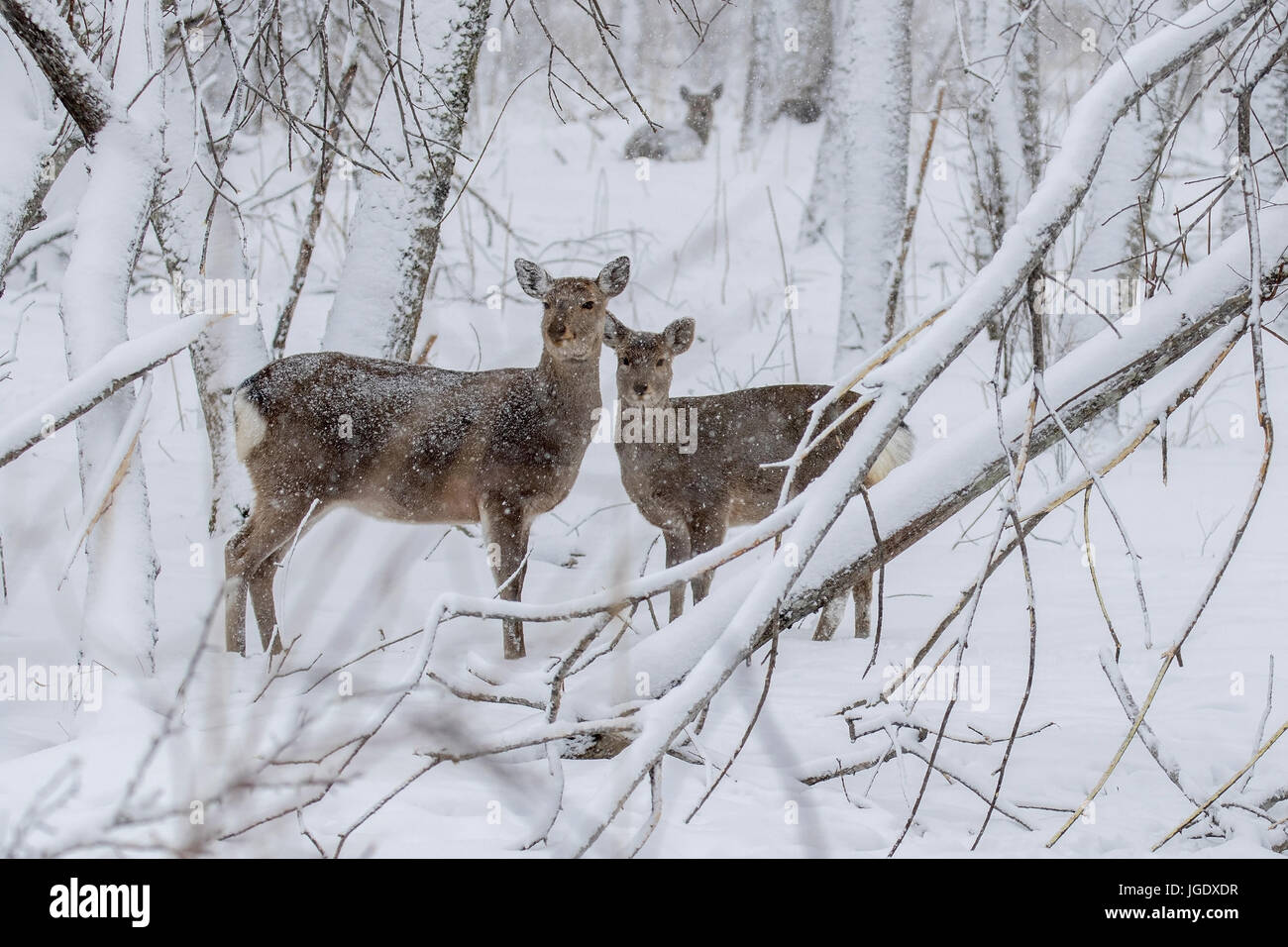 Sikahirsch, Cervus nippon, Sikahirsch (Cervus nippon Stock Photo - Alamy