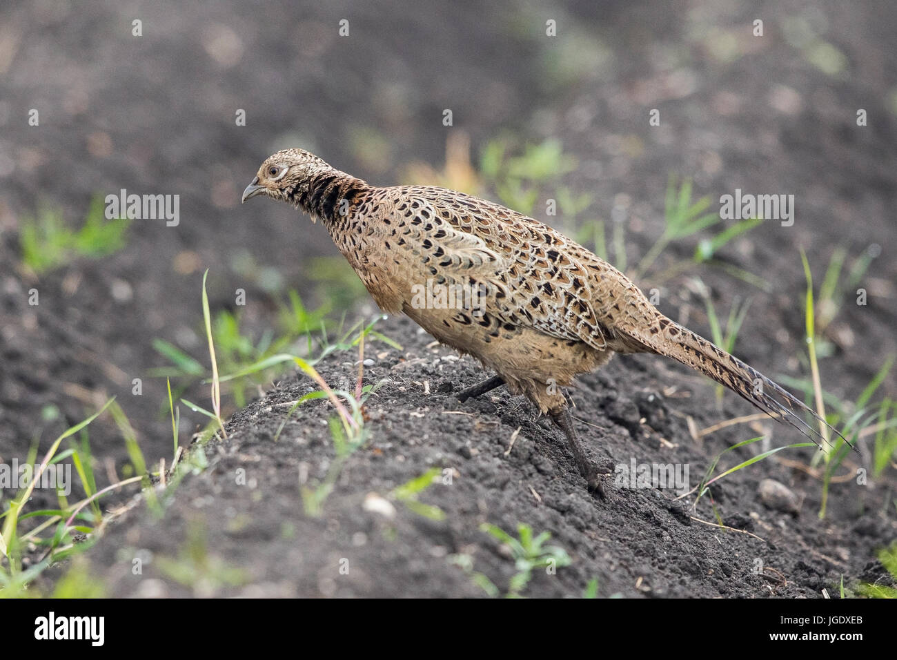 Pheasant, Phasianus colchicus female, Fasan (Phasianus colchicus ...