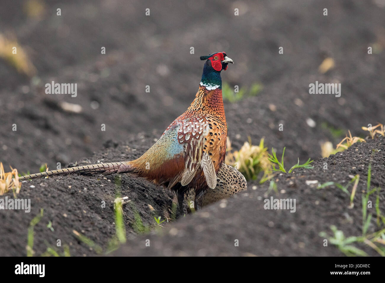 Pheasant, Phasianus colchicus little man, Fasan (Phasianus colchicus ...