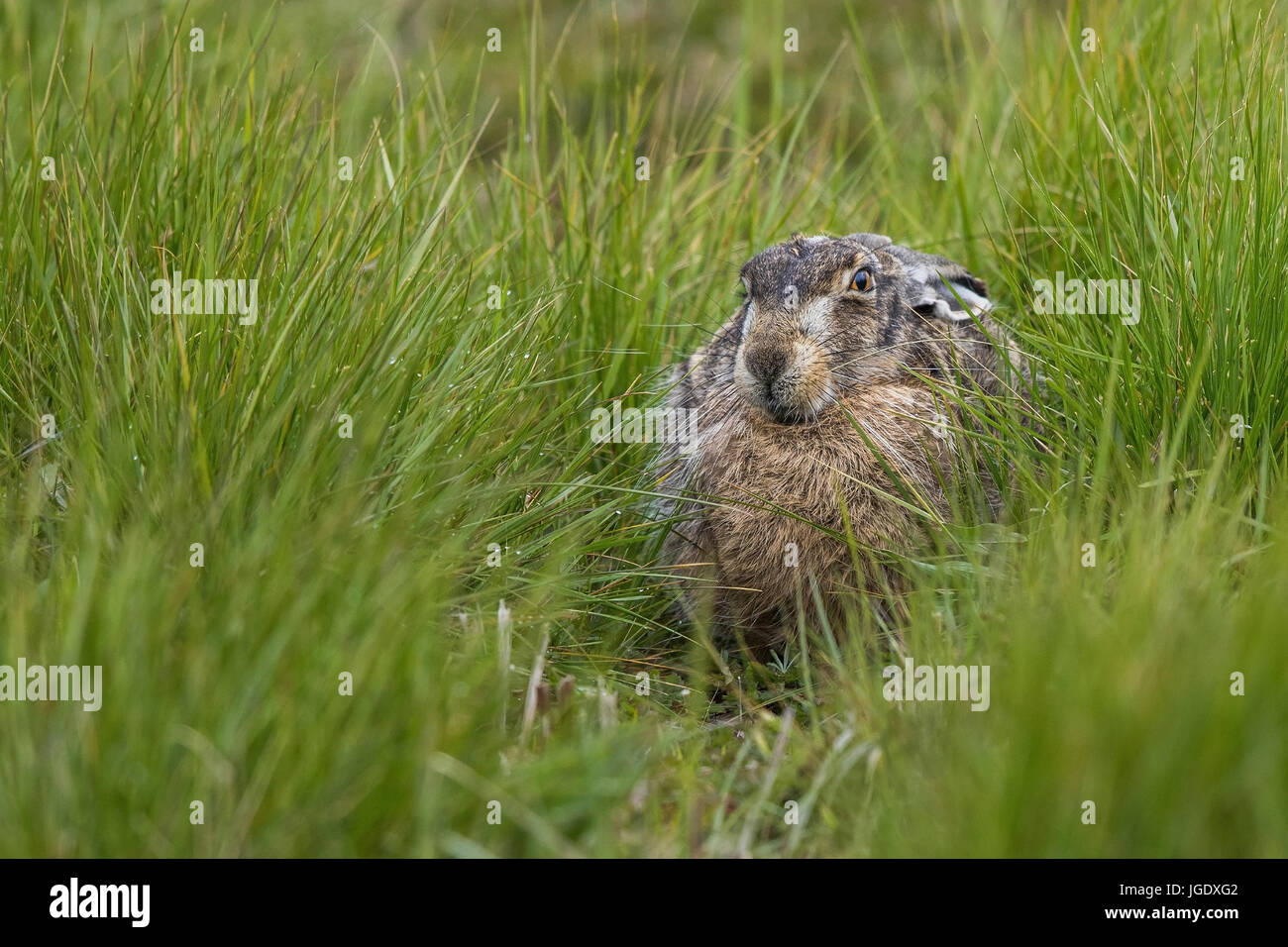 Real hares hi-res stock photography and images - Alamy
