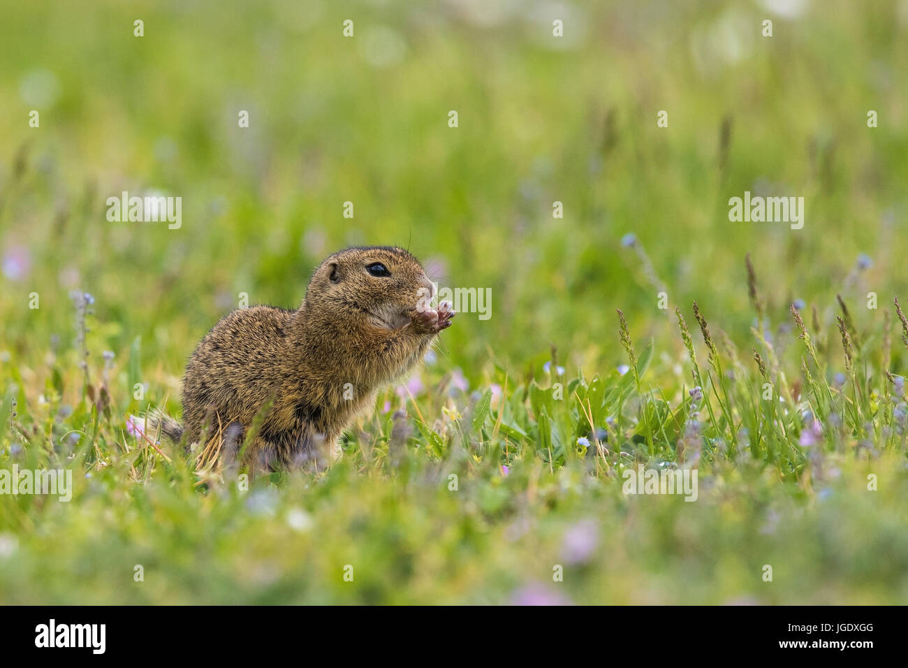 Ziesel, Citellus citellus, Ziesel (Citellus citellus Stock Photo - Alamy