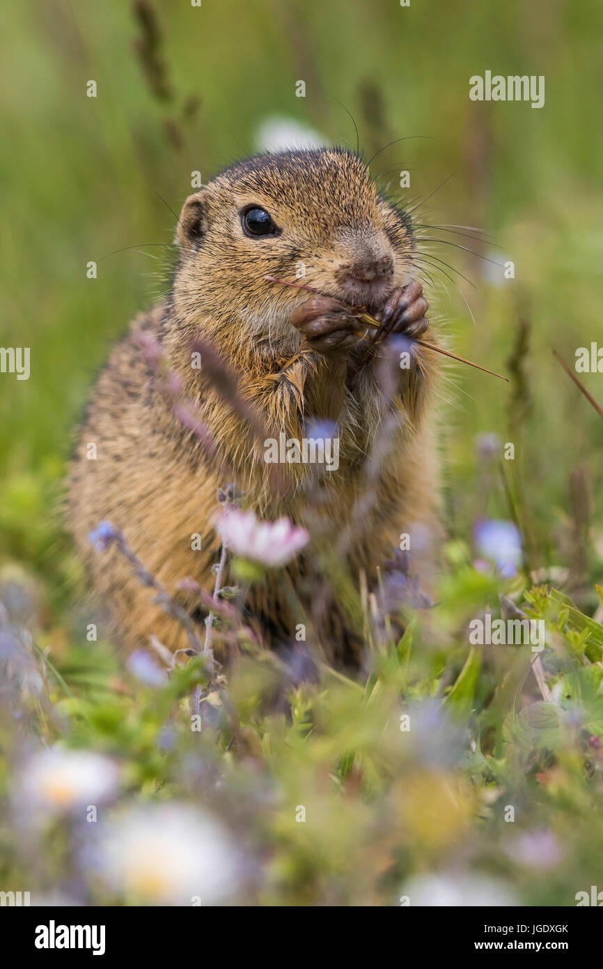 Ziesel, Citellus citellus, Ziesel (Citellus citellus Stock Photo - Alamy