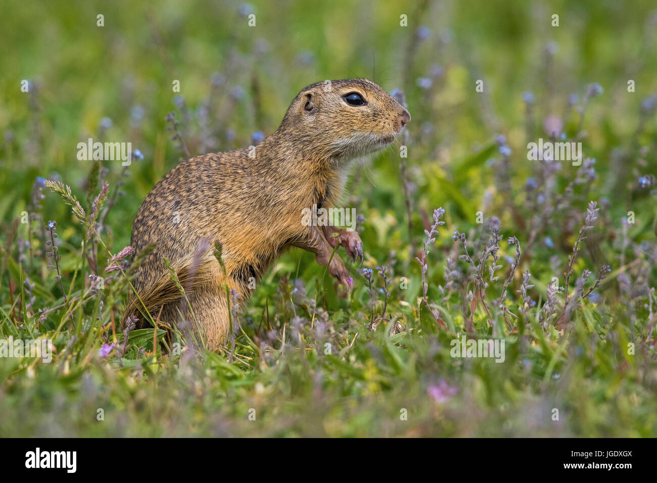 Ziesel, Citellus citellus, Ziesel (Citellus citellus Stock Photo - Alamy