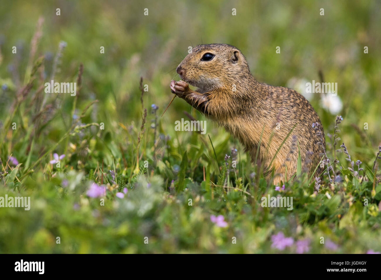 Ziesel, Citellus citellus, Ziesel (Citellus citellus Stock Photo - Alamy