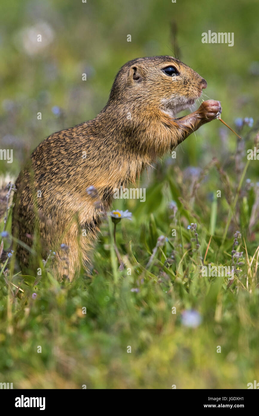 Ziesel, Citellus citellus, Ziesel (Citellus citellus Stock Photo - Alamy