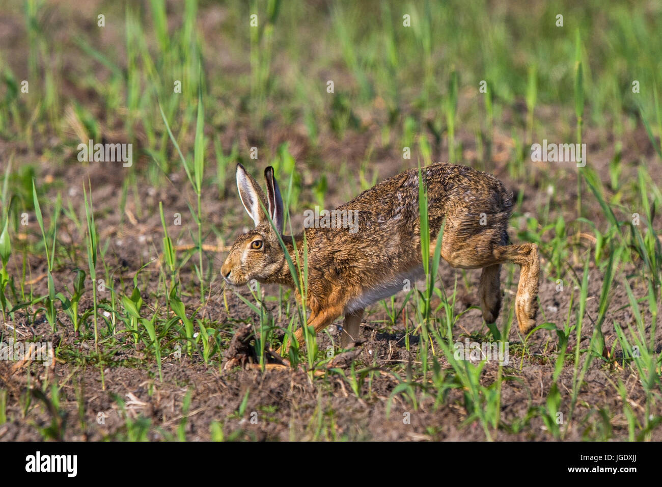 Real hares hi-res stock photography and images - Alamy