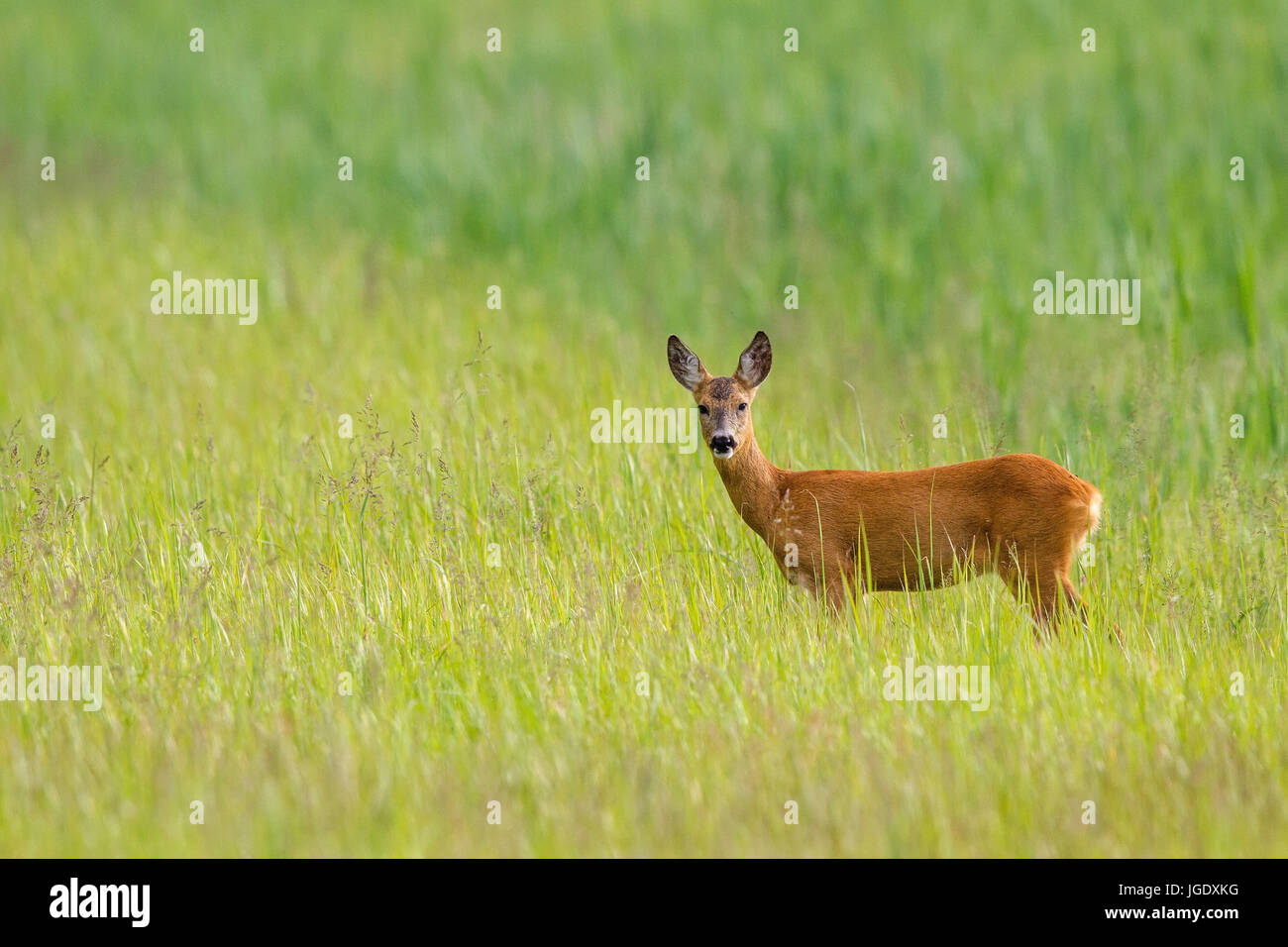 Bit cerium capreolus hi-res stock photography and images - Alamy