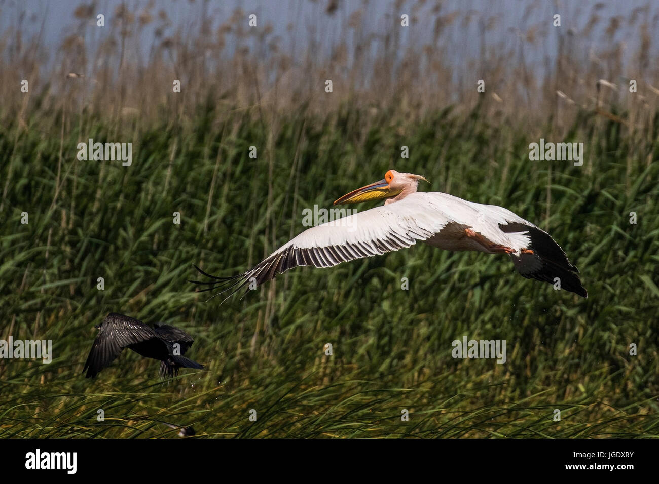 Rose's pelican, Pelecanus onocrotalus, Rosapelikan (Pelecanus ...