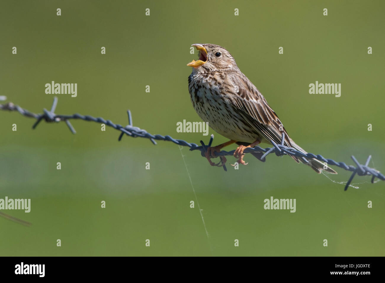 Grey bunting, Emberiza calandra, Grauammer (Emberiza calandra Stock ...