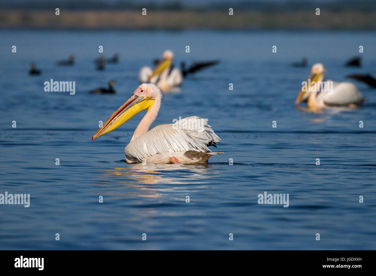 Pélicans roses hi-res stock photography and images - Alamy