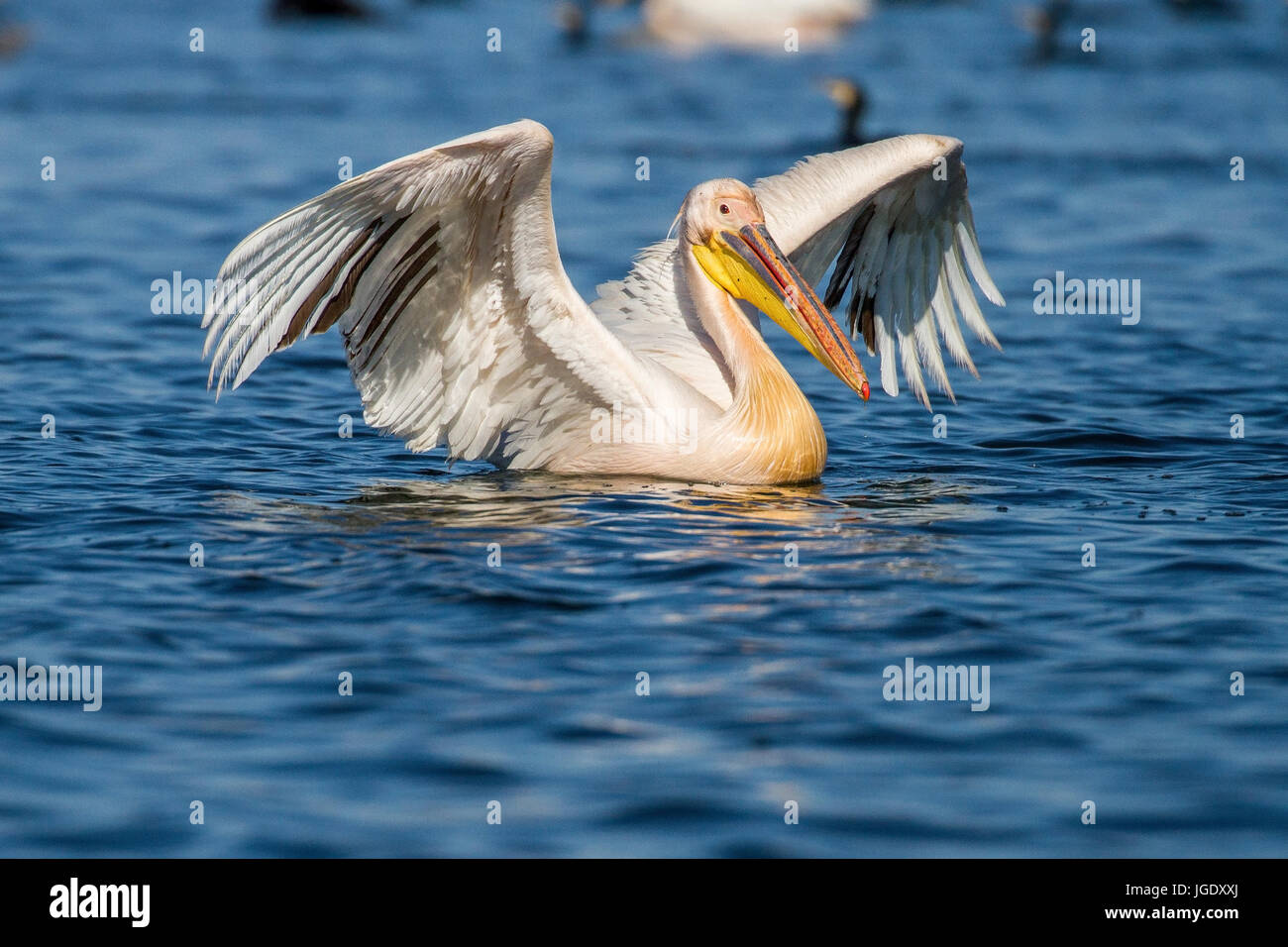 Pélicans roses hi-res stock photography and images - Alamy