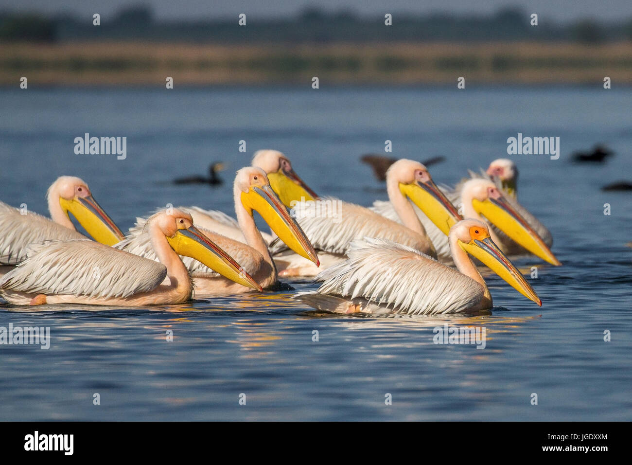 Pélicans roses hi-res stock photography and images - Alamy