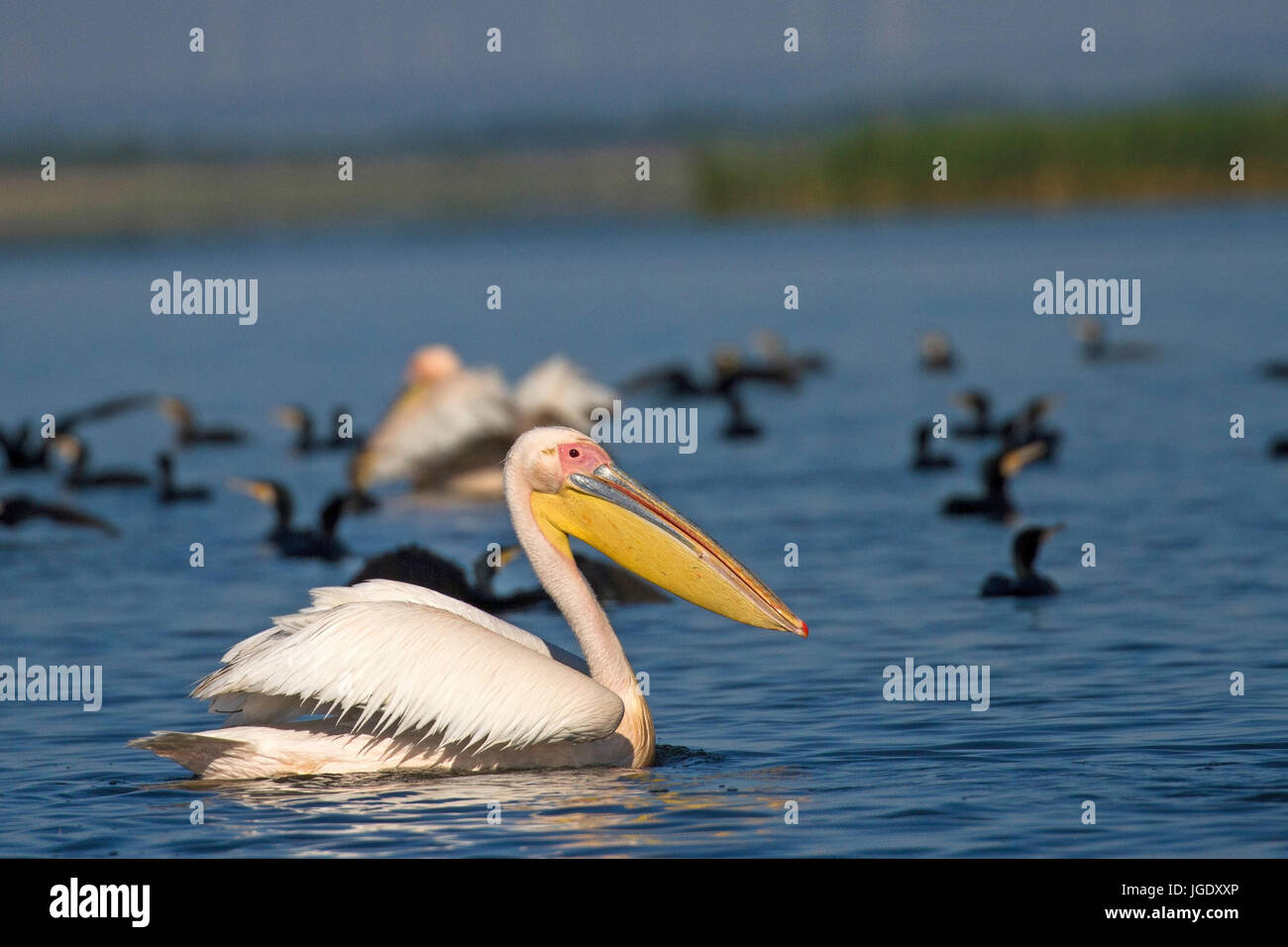 Rose's pelican, Pelecanus onocrotalus, Rosapelikan (Pelecanus ...