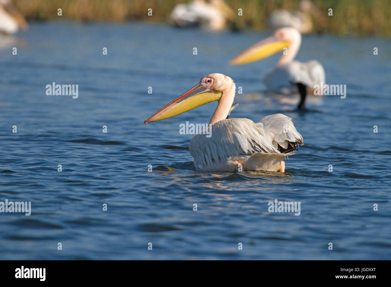 Pélicans roses hi-res stock photography and images - Alamy