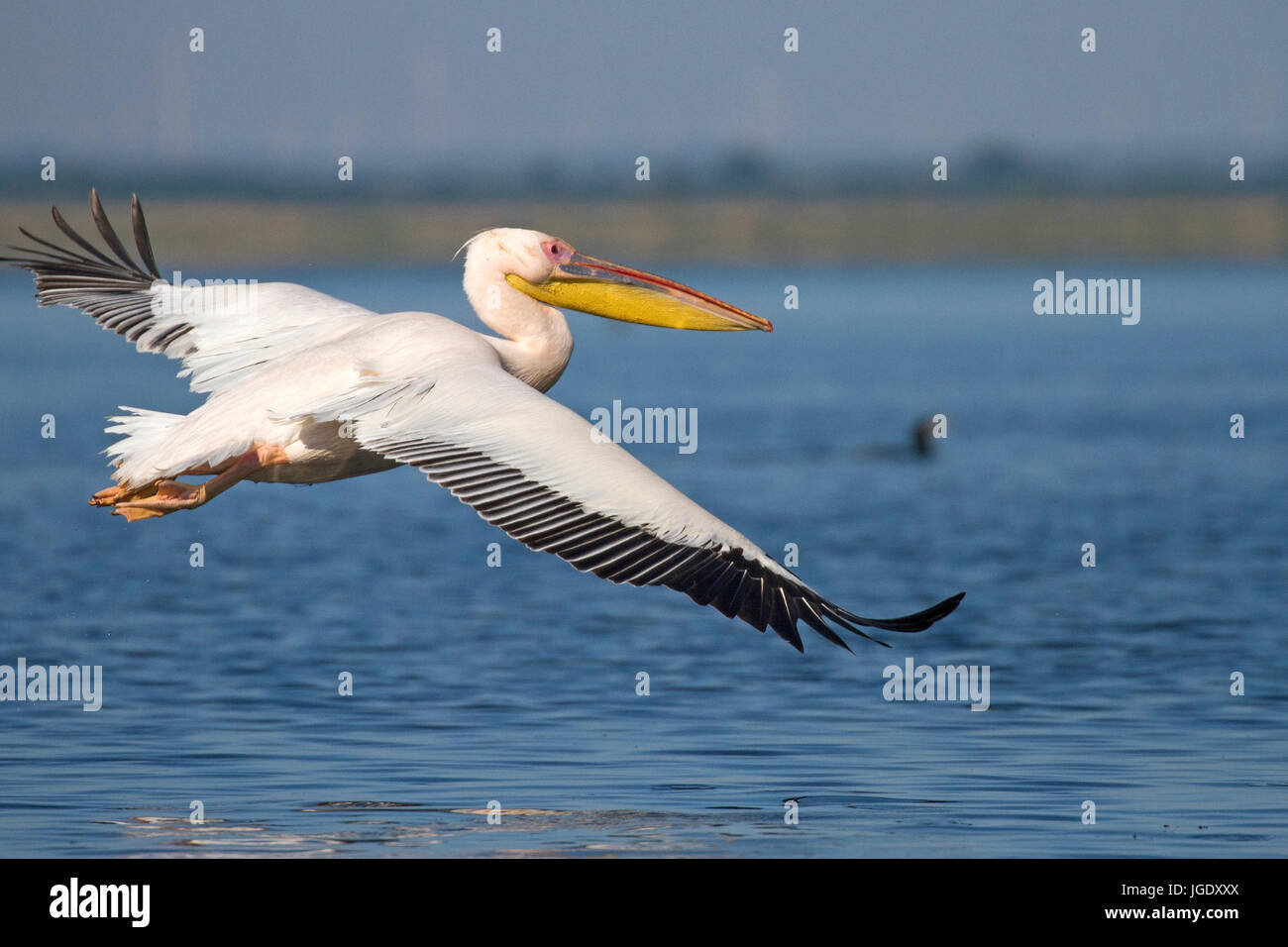 Pélicans roses hi-res stock photography and images - Alamy