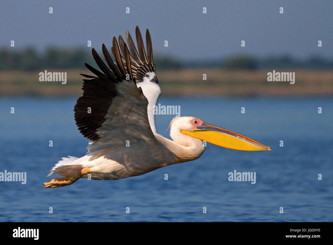 Rose's pelican, Pelecanus onocrotalus, Rosapelikan (Pelecanus ...