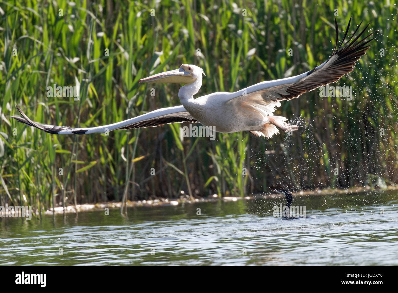 Rose's pelican, Pelecanus onocrotalus, Rosapelikan (Pelecanus ...