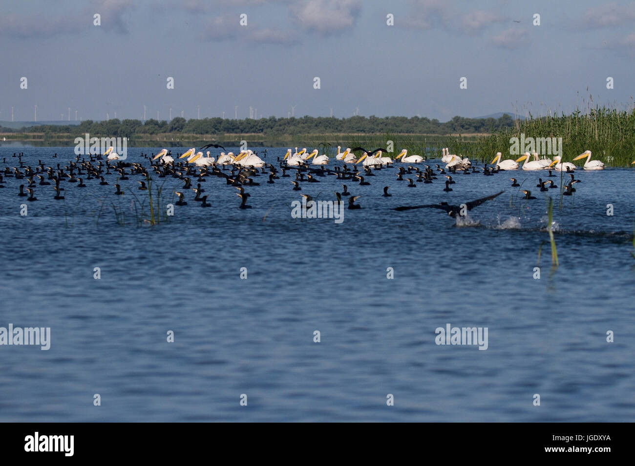 Pélicans roses hi-res stock photography and images - Alamy