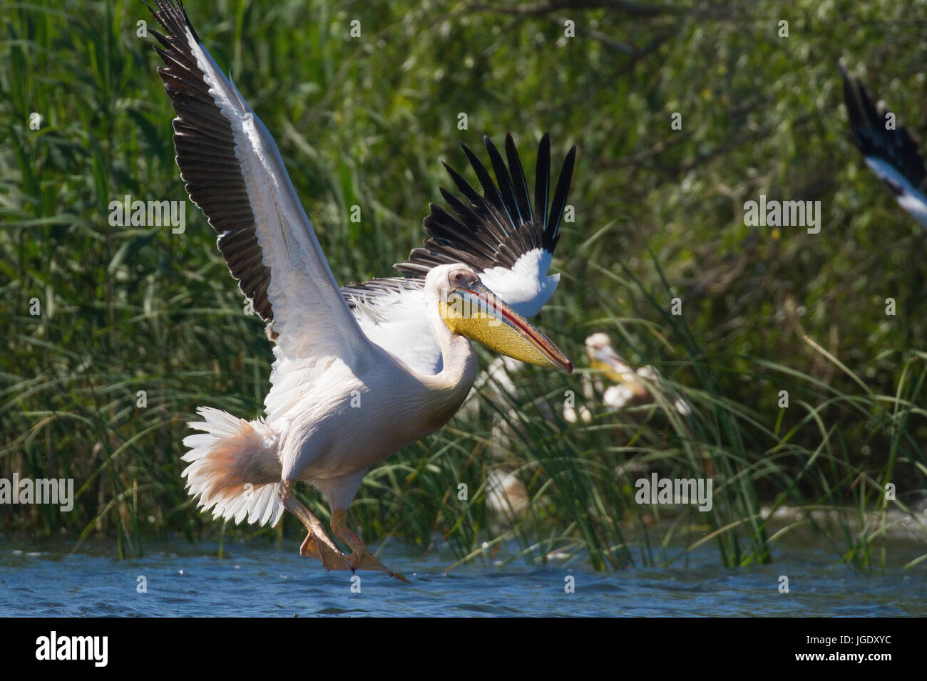 Rose's pelican, Pelecanus onocrotalus, Rosapelikan (Pelecanus ...