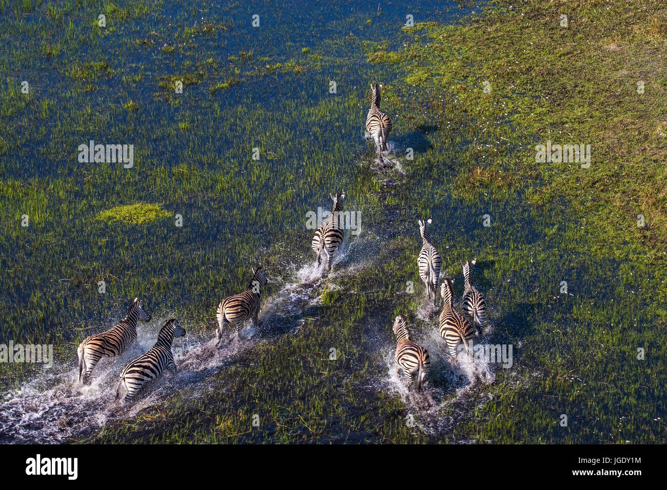 Hippomorpha High Resolution Stock Photography and Images - Alamy