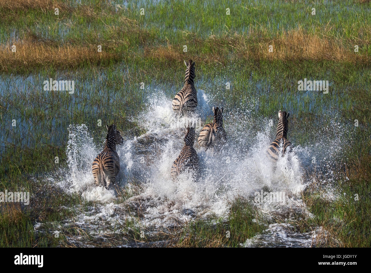 Hippomorpha High Resolution Stock Photography and Images - Alamy