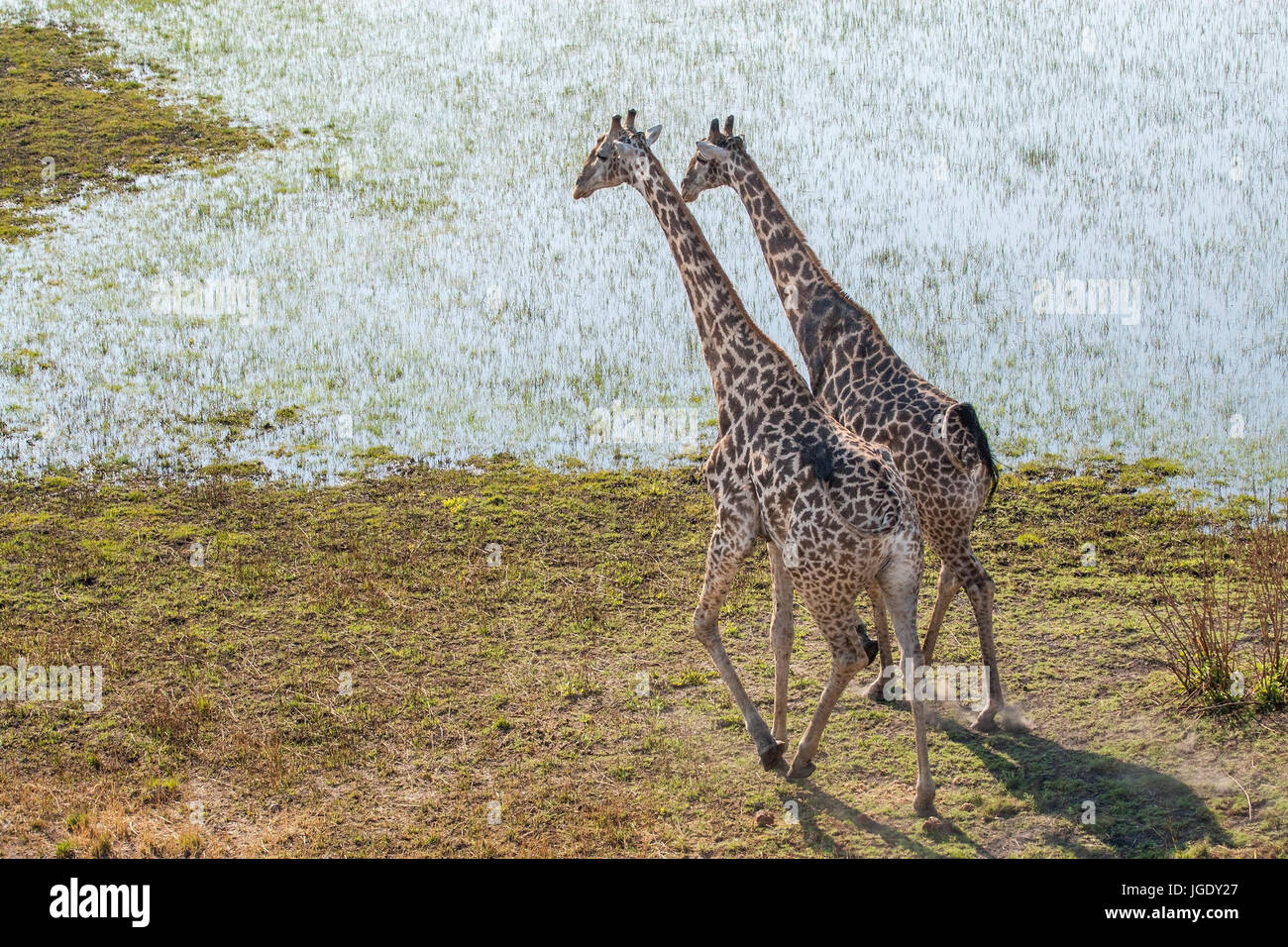Thornicroft giraffes cow hi-res stock photography and images - Alamy