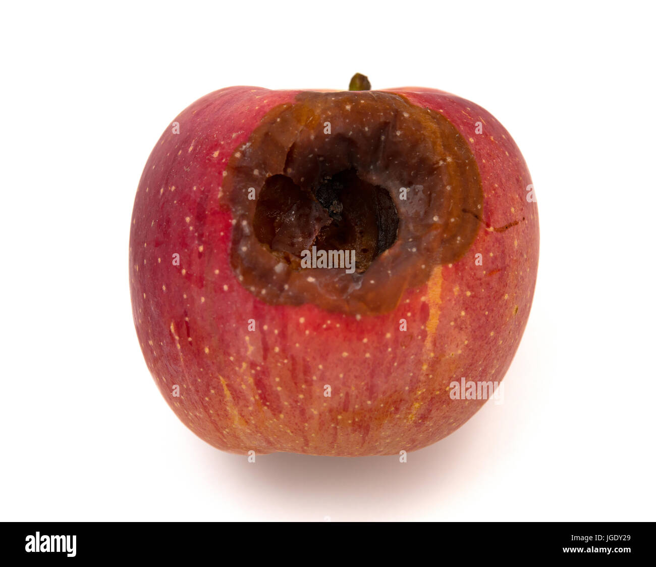 rotten apple with a big hole on white background Stock Photo - Alamy