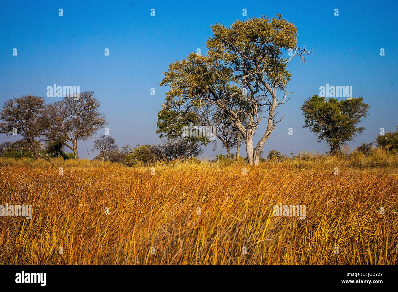 Okawango delta, Botswana, Okawango-Delta Stock Photo - Alamy