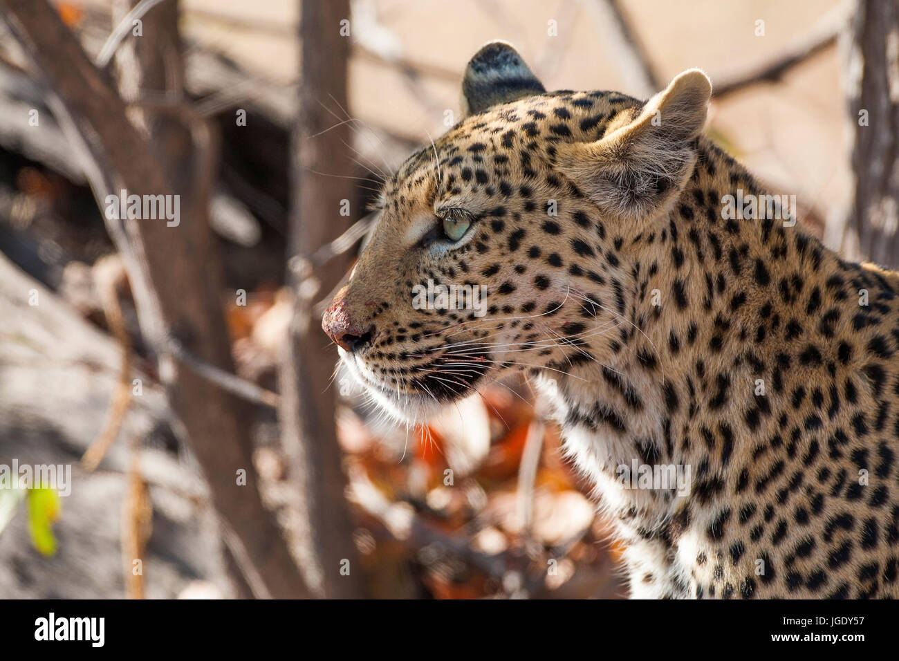 Leopard, Panthera pardus, Leopard (Panthera pardus Stock Photo - Alamy