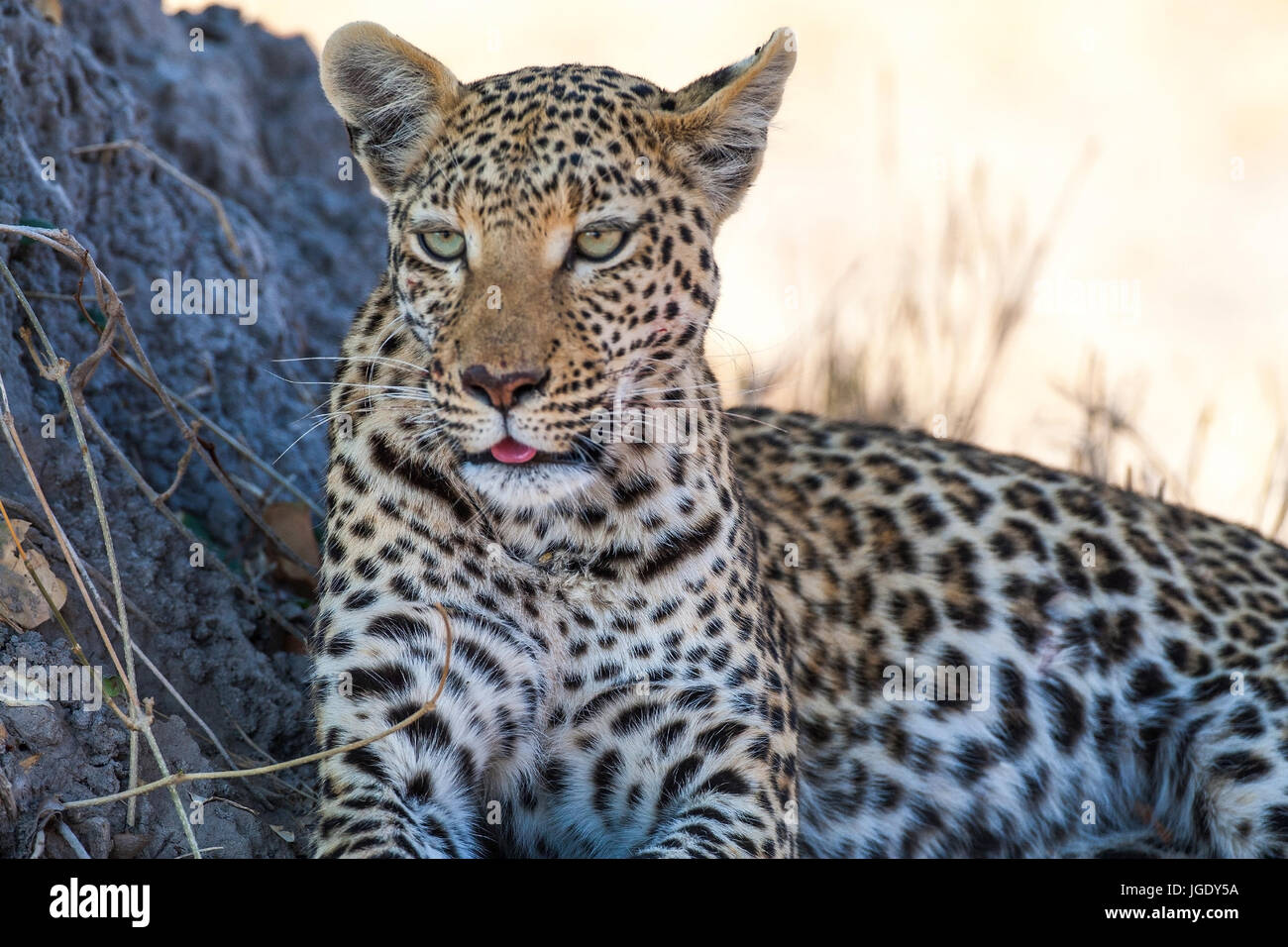 Leopard, Panthera pardus, Leopard (Panthera pardus Stock Photo - Alamy