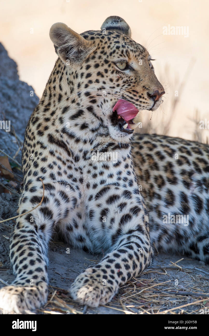 Leopard, Panthera pardus, Leopard (Panthera pardus Stock Photo - Alamy