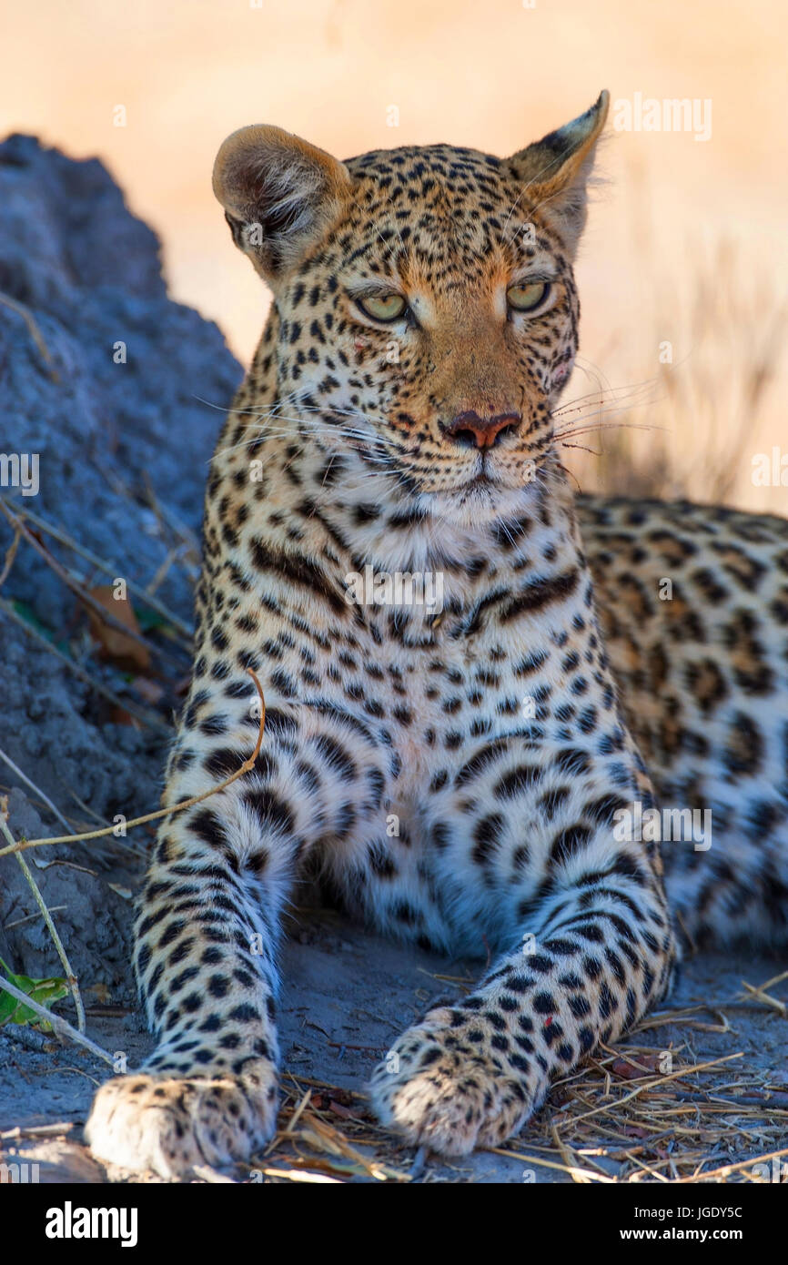 Leopard, Panthera pardus, Leopard (Panthera pardus Stock Photo - Alamy