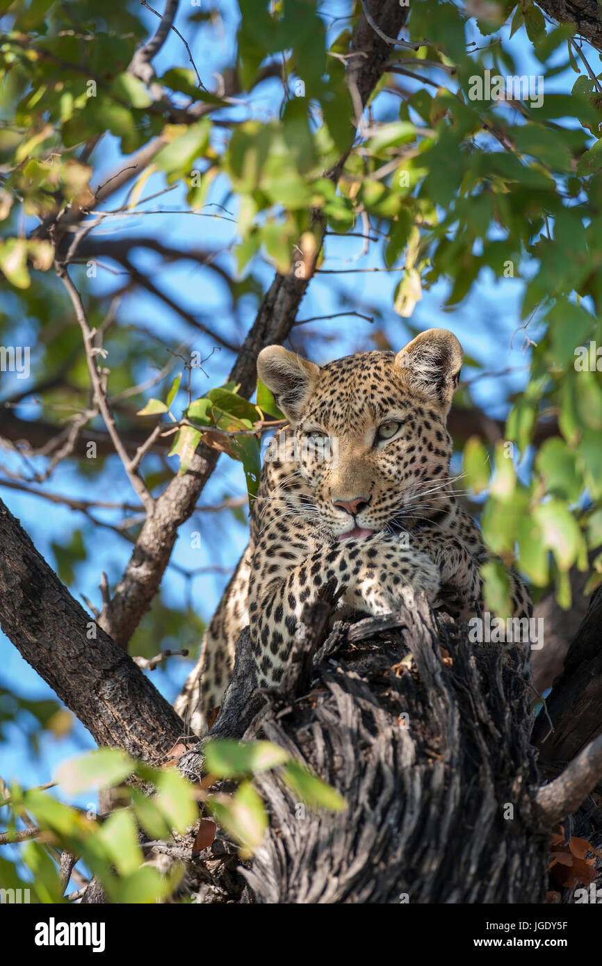 Leopard, Panthera pardus, Leopard (Panthera pardus Stock Photo - Alamy