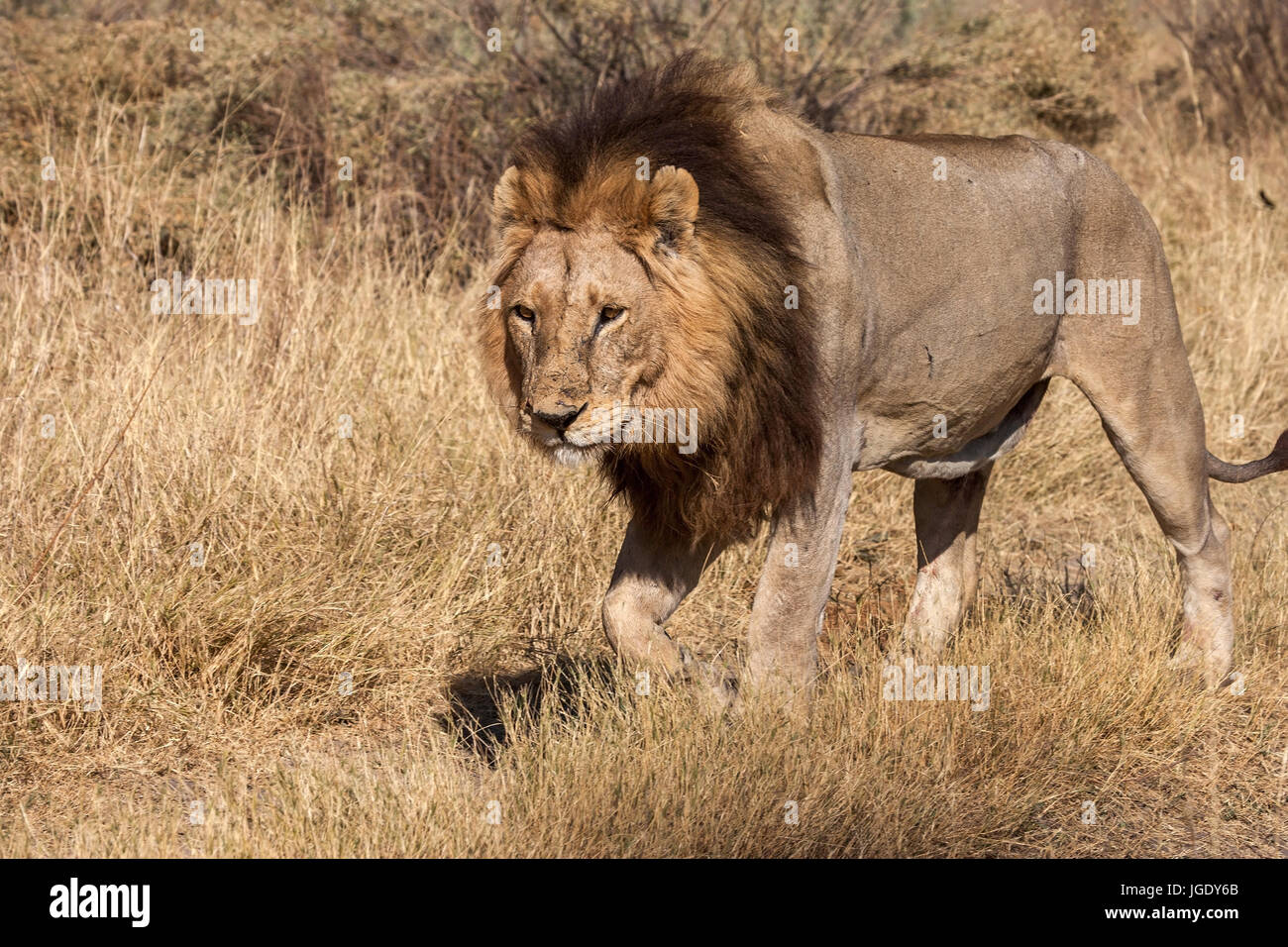 Lowin lowe lion lioness hi-res stock photography and images - Alamy