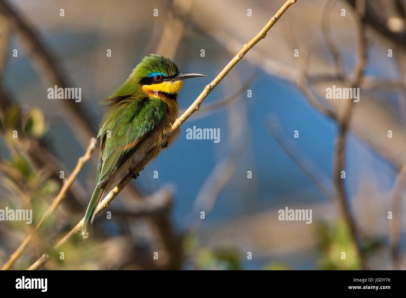 Midget pint, Merops pusillus, Zwergspint (Merops pusillus Stock Photo ...